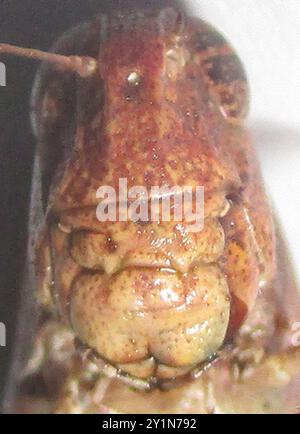 (Humbe tenuicornis) Insecta Stock Photo - Alamy