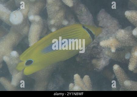 Bluespot Butterflyfish (Chaetodon plebeius) Actinopterygii Stock Photo ...