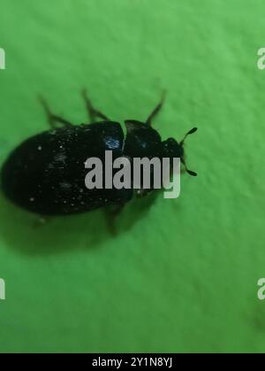 Two-spotted Carpet-beetle (Attagenus pellio) Insecta Stock Photo - Alamy