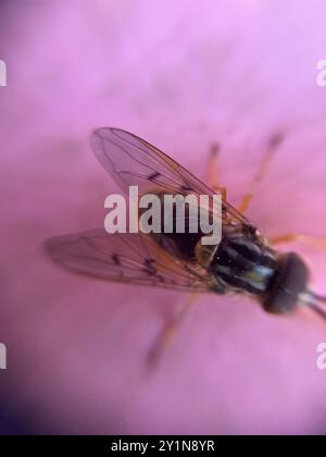 Common Copperback (Ferdinandea cuprea) Insecta Stock Photo - Alamy