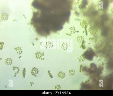 (Gonium pectorale) Plantae Stock Photo - Alamy