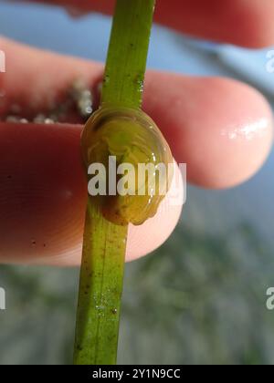 Taylor's Seahare (Phyllaplysia taylori) Mollusca Stock Photo - Alamy