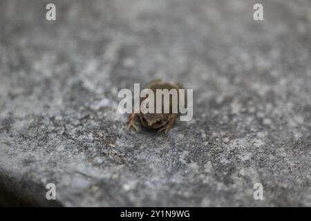 Western Narrow-mouthed Toad (Gastrophryne olivacea) Amphibia Stock ...