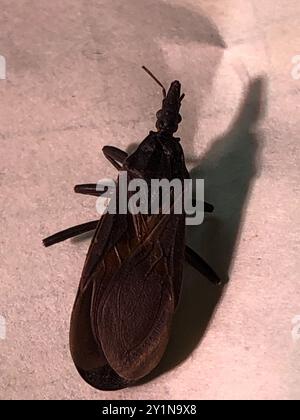 Western Bloodsucking Conenose (Triatoma protracta) Insecta Stock Photo ...