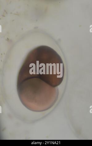 Sitka Periwinkle (Littorina sitkana) Mollusca Stock Photo - Alamy