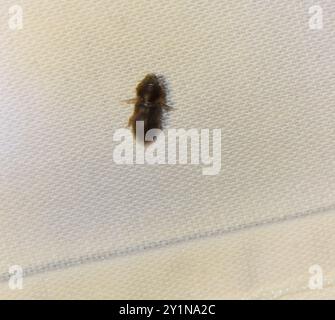 Variegated Mud-loving Beetles (Heteroceridae) Insecta Stock Photo - Alamy