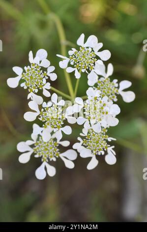 Mediterranean Hartwort (Tordylium apulum), Plantae, Aegina, Greece ...