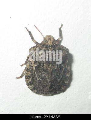 Sculptured Shieldbug (Xerobia sculpturata) Insecta Stock Photo - Alamy