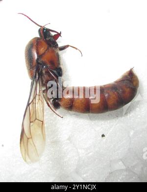 Driver Ants (Dorylus) Insecta Stock Photo - Alamy