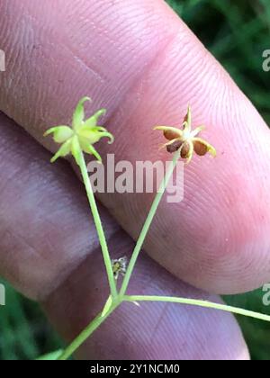 Ranunculus uncinatus Ranunculus uncinatus Stock Photo - Alamy