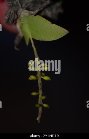Falconer's Oberonia (Oberonia falconeri Stock Photo - Alamy