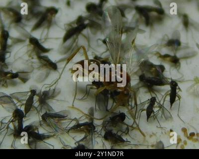 Rough-node Trap-jaw Ant (Odontomachus ruginodis) Insecta Stock Photo ...
