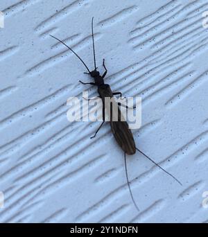 Small Winter Stoneflies (Capniidae) Insecta Stock Photo - Alamy