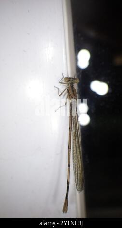 Variable Dancer (Argia fumipennis) Insecta Stock Photo - Alamy