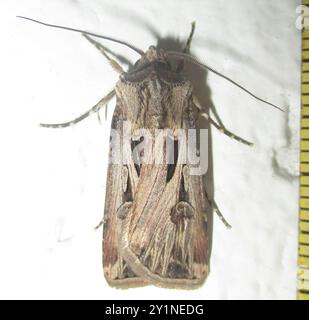 Gregson's Dart (Agrotis spinifera) Insecta Stock Photo - Alamy