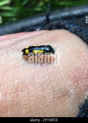 Redbud Borer (Ptosima gibbicollis) Insecta Stock Photo - Alamy