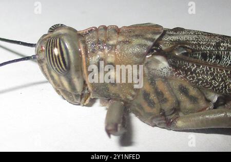Tree Locust (Anacridium moestum) Insecta Stock Photo - Alamy