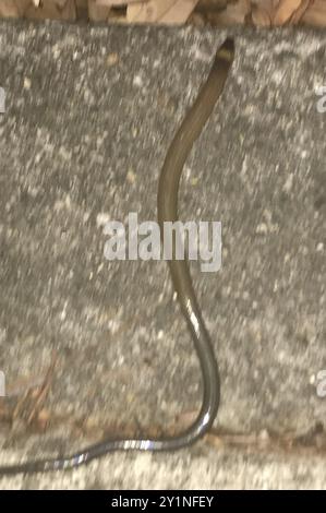 Three-clawed Worm-skink (Anomalopus verreauxii) Reptilia Stock Photo ...