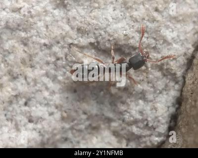 Typical Ponerine Ants (Ponerini) Insecta Stock Photo - Alamy