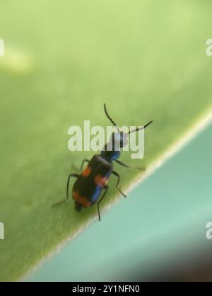 (Anthocomus fasciatus) Insecta Stock Photo - Alamy