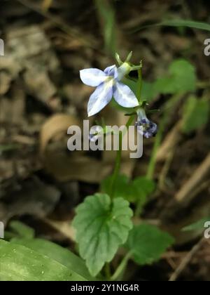 forest lobelia (Lobelia trigonocaulis) Plantae Stock Photo - Alamy