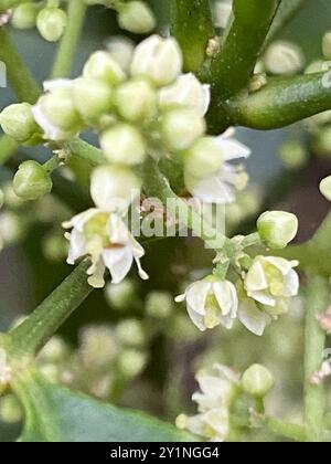 Thin-Evodia (Melicope pteleifolia) Plantae Stock Photo - Alamy