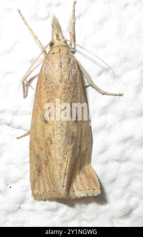Sorghum Stem Borer (Chilo partellus) Insecta Stock Photo - Alamy