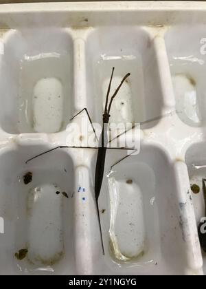Brown Waterscorpion (Ranatra fusca) Insecta Stock Photo - Alamy