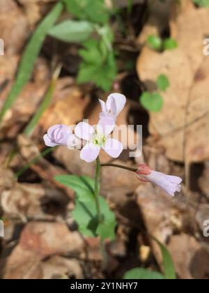 Purple Cress (Cardamine douglassii), Plantae, North Carolina, US Stock ...