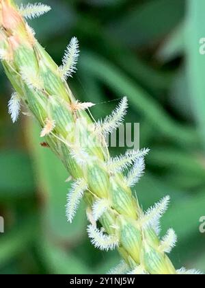 (Ischaemum ciliare) Plantae Stock Photo - Alamy