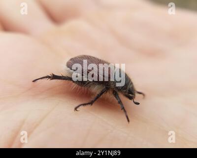 Hairy Bear Scarab Beetle (Paracotalpa granicollis) Insecta Stock Photo ...