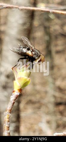 Cutworm Flies (Gonia) Insecta Stock Photo - Alamy