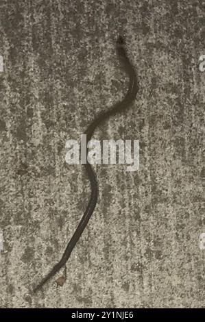 Three-clawed Worm-skink (Anomalopus verreauxii) Reptilia Stock Photo ...