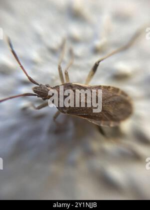 Slender-horned Leatherbug (Ceraleptus lividus) Insecta Stock Photo - Alamy