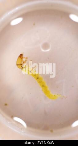 Little Black Caddisflies (Chimarra) Insecta Stock Photo - Alamy