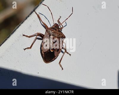 Brown soldier bug (Cermatulus nasalis) Insecta Stock Photo - Alamy