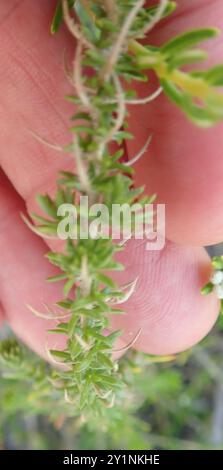 Blackrim Bell (Roella incurva) Plantae Stock Photo - Alamy