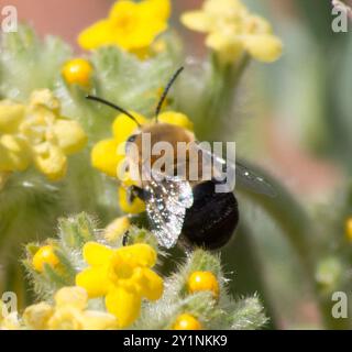 Digger Bees (Anthophorini) Insecta Stock Photo - Alamy