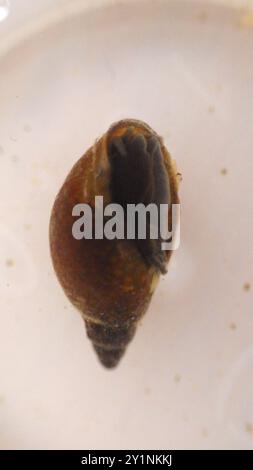 Bladder Snails (Physidae) Mollusca Stock Photo - Alamy