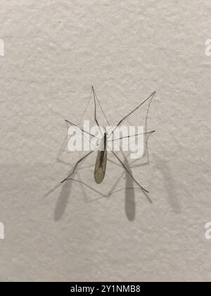 Limoniid Crane Flies (Limoniidae), Insecta, Wayne County, IN, USA ...