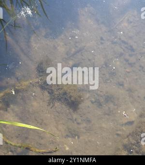 Threespine Stickleback (Gasterosteus aculeatus) Actinopterygii Stock ...