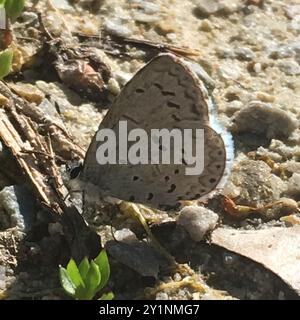Spring Azure (Celastrina ladon) Insecta Stock Photo - Alamy