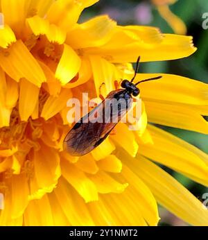 Tigress Sawflies (Athalia) Insecta Stock Photo - Alamy