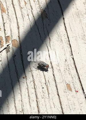 Calyptrate Flies (Calyptratae) Insecta Stock Photo - Alamy