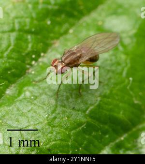 (Scaptomyza paravittata) Insecta Stock Photo - Alamy