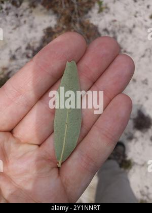 bluejack oak (Quercus incana) Plantae Stock Photo - Alamy