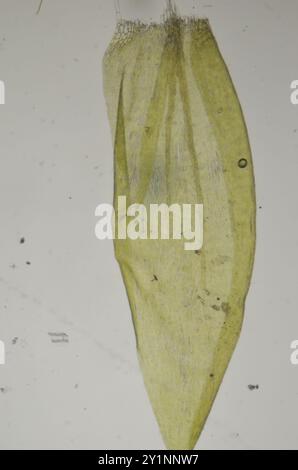 Hygrohypnum Moss (Hygrohypnella ochracea) Plantae Stock Photo - Alamy