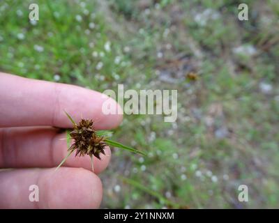 fascicled beaksedge (Rhynchospora fascicularis) Plantae Stock Photo - Alamy
