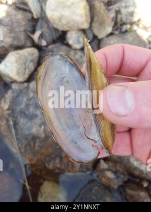 Floater Mussels (Pyganodon) Mollusca Stock Photo - Alamy
