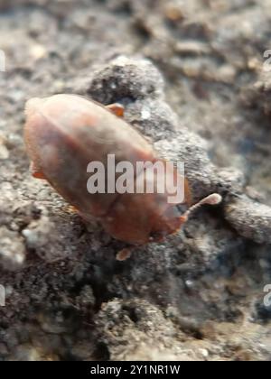(Epuraea aestiva) Insecta Stock Photo - Alamy